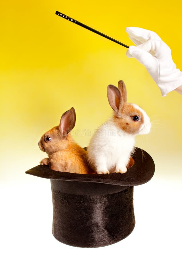 Rabbit Magic Trick in Top Hat Stock Image - Image of pair, close: 25657849
