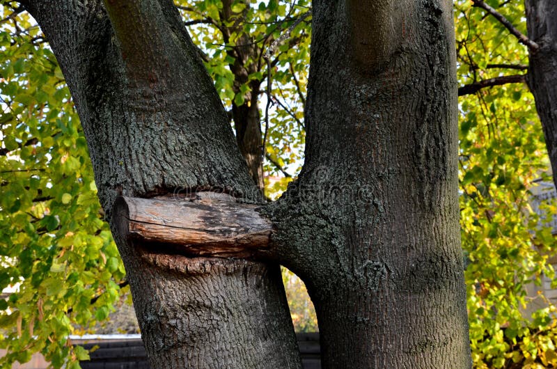 Double Maple Trunk with Overgrown Branches in the Bark. Early ...