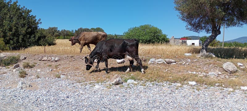 Double Milk Cows Feeding on a Pastoral Place Stock Image - Image of ...