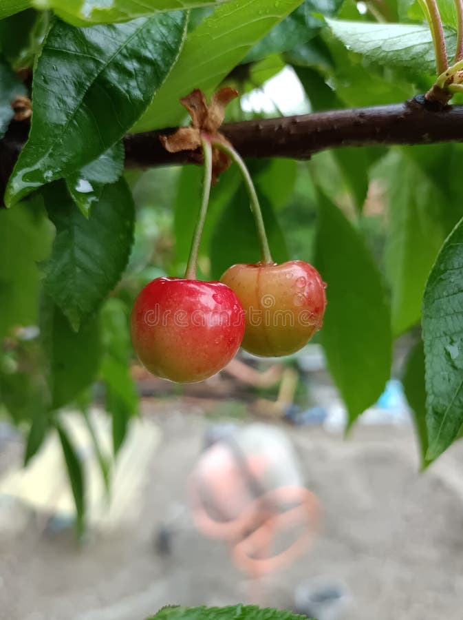 Double new cherry stock photo. Image of fruit, cherry - 248322704