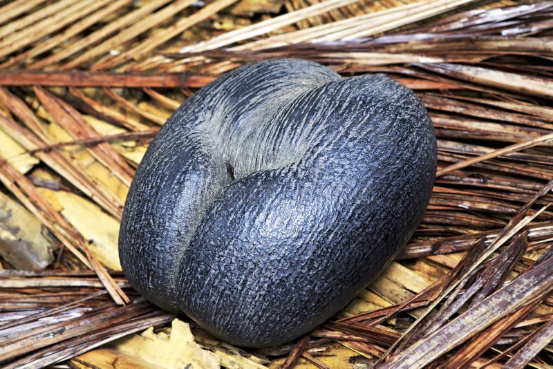 Double nut Coco de mer stock photo. Image of spring, seychelles - 54933572
