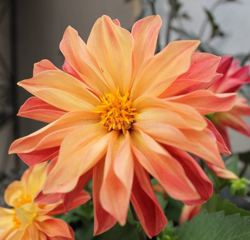 Double Orange Dahlia stock image. Image of orange, flower - 93758809
