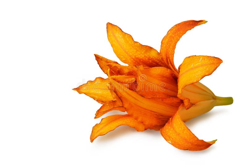 Double Orange Daylily Hemerocallis Isolated on White Stock Photo ...