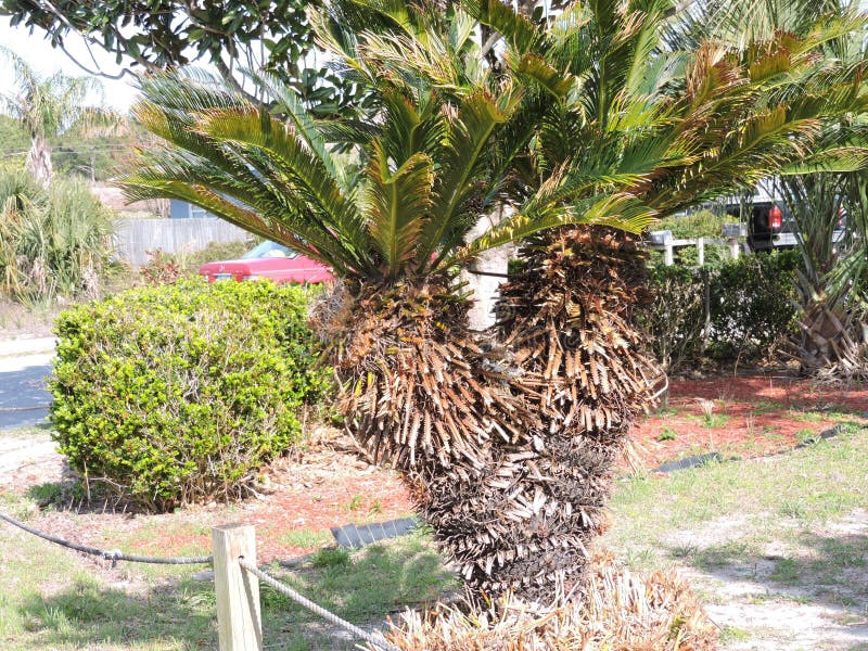 Double Palm Trees Lighted stock photo. Image of night - 156096712
