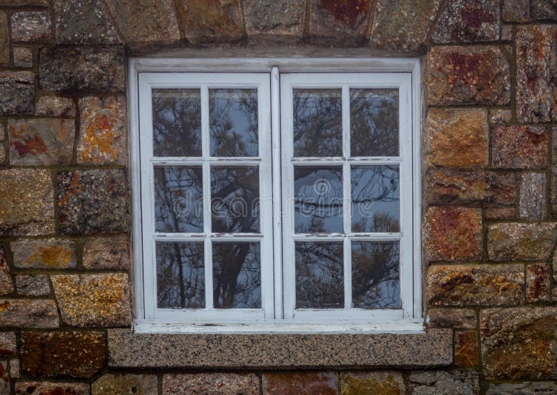 Double-paned Window in White Reflects Bare Coniferous Pine Trees Stock ...
