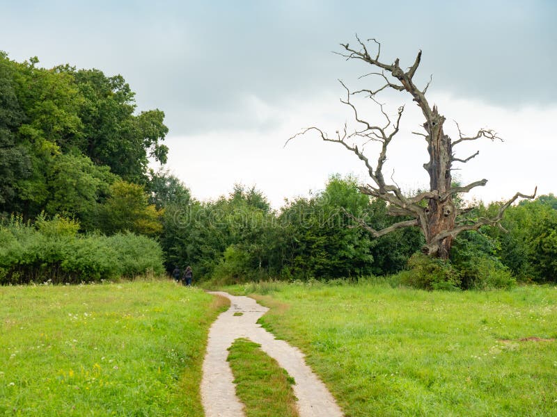 Double Path and Solitar Tree. Park in Lednice, South Moravia Stock ...