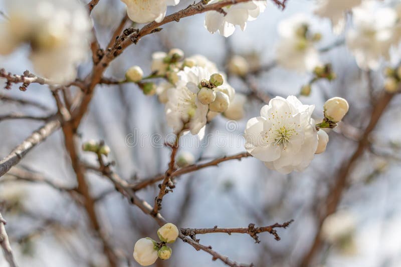Double Peach Flower or Garden Peach, is a Variant that is Used ...