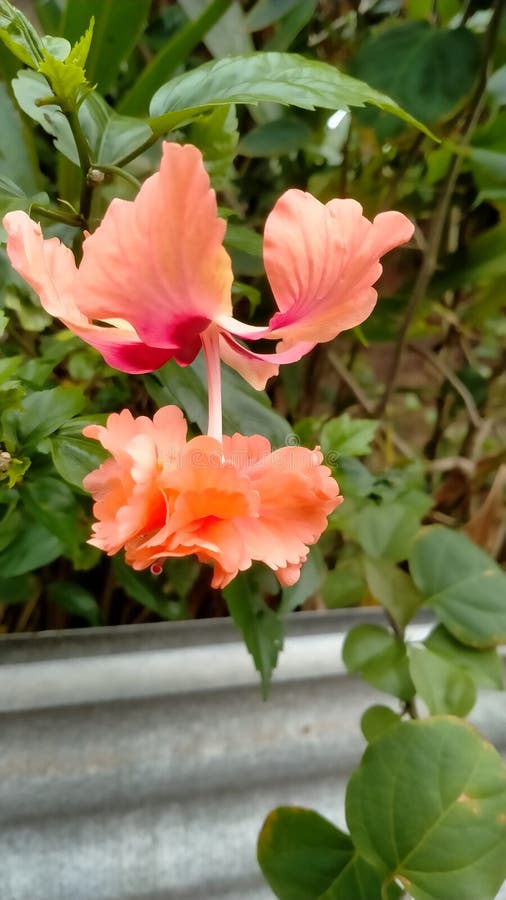 Double Petal of Hibiscus Flower Stock Image - Image of tropical, plant ...
