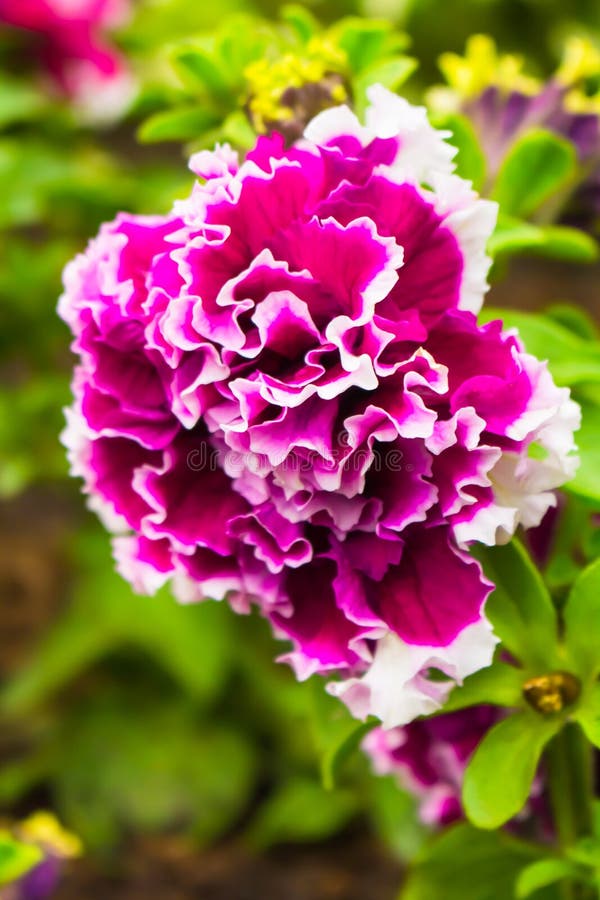 Double Petunia stock image. Image of summer, sunlight - 38886033