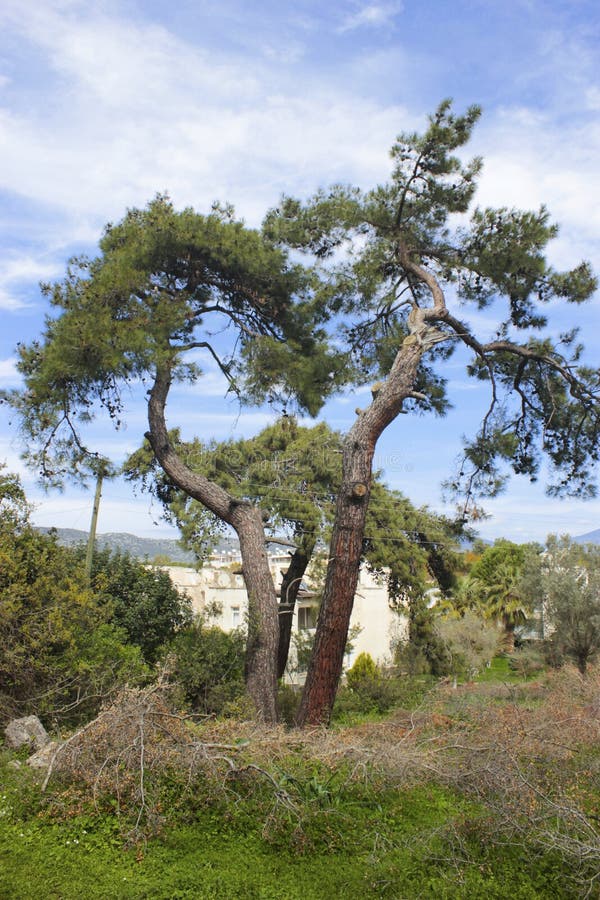 Double Pine Trees Standing Together Stock Image - Image of bright ...
