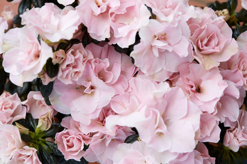 Double Pink Azalea Flowers with Dark Green Leaves Texture Background ...