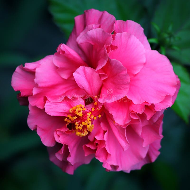 Double Pink Hibiscus Flower Stock Image - Image of blooming, stamen ...