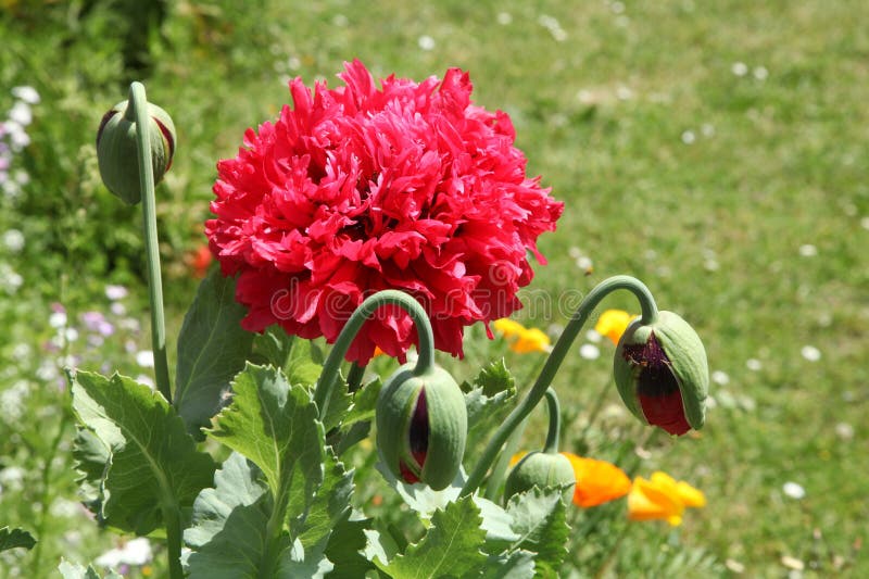 Double Poppy Flower with Red Peony Flower Stock Image - Image of ...