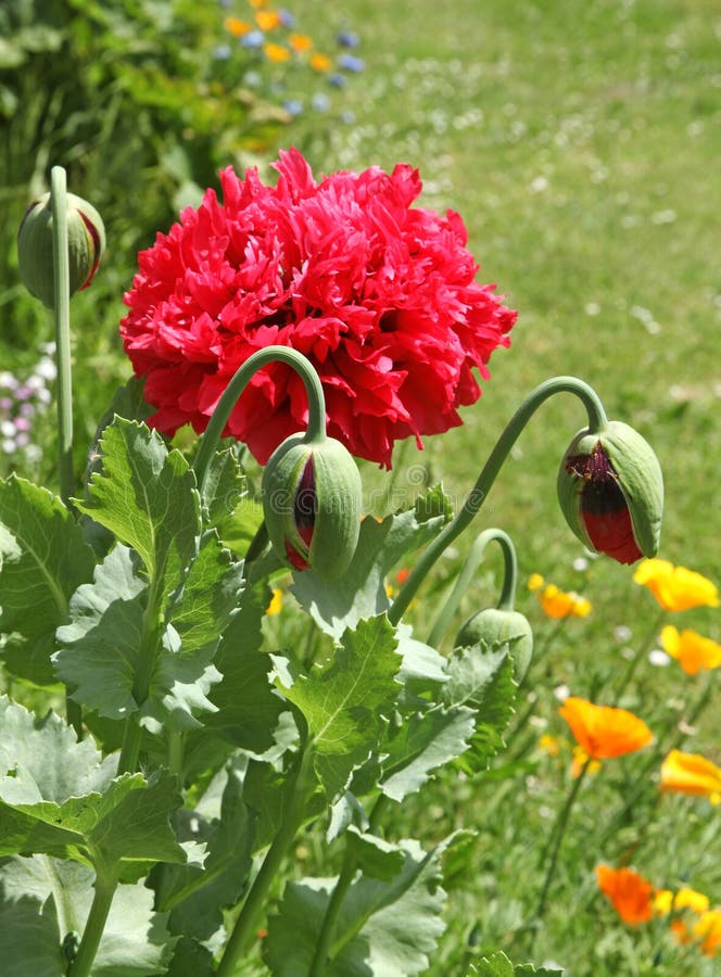 Double Poppy Flower with Red Peony Flower Stock Photo - Image of close ...