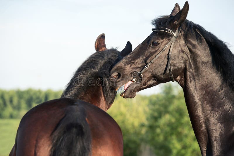Double Portrait of Breed Playing Stallions. Close Up Stock Image ...