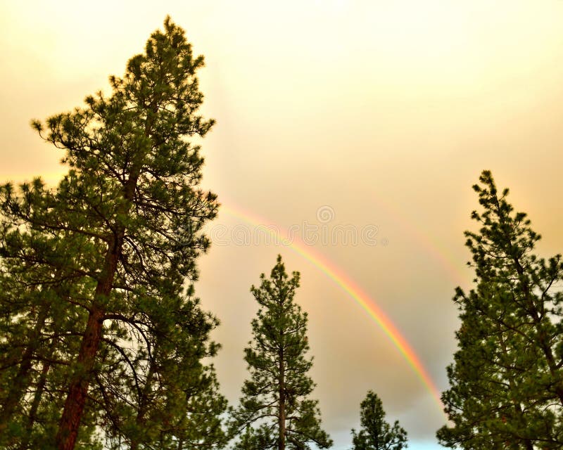 Double Rainbow, and Pine Trees, Montana. Stock Photo - Image of evening ...