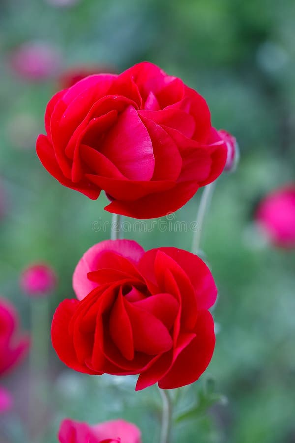Double red stock image. Image of flower, great, close - 13566685