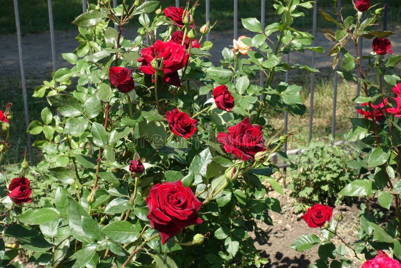 Double Red Flowers of Rose Bush Stock Image - Image of florescence ...