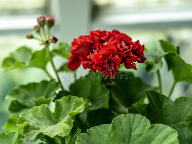 Double Red Geranium Flowers on a Blurry Background Stock Photo - Image ...