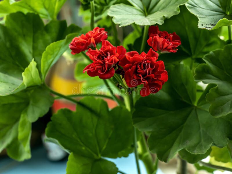 Double Red Geranium Flowers on a Blurry Background Stock Photo - Image ...
