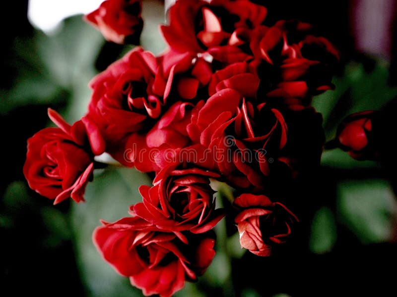 Double Red Geranium Flowers on a Blurry Background Stock Photo - Image ...