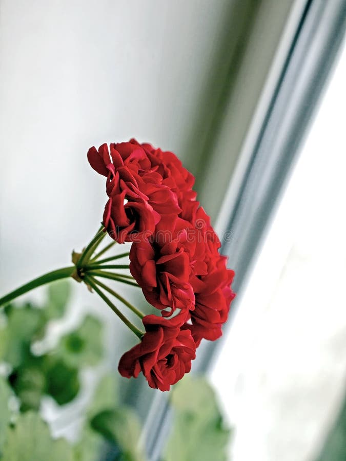 Double Red Geranium Flowers on a Blurry Background Stock Photo - Image ...