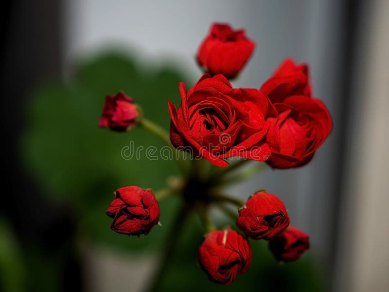 Terry Red Geranium Flowers on a Blurry Background Stock Image - Image ...
