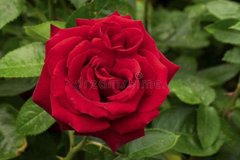 Double Red Rose stock photo. Image of floral, rosebud - 170237890