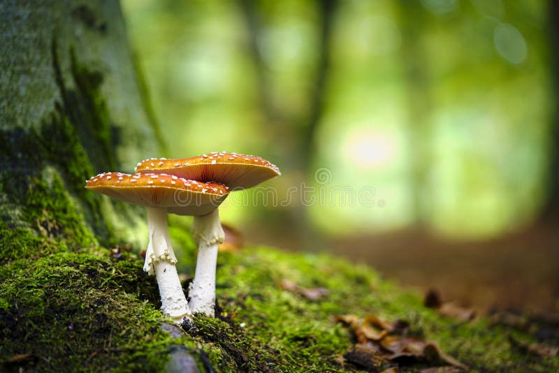 Double Red Spotted Fly Agaric Mushrooms at the Base of a Beech Tree ...