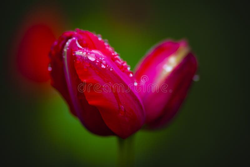 Double Red Tulips in Macro Style Stock Image - Image of flowers, lake ...