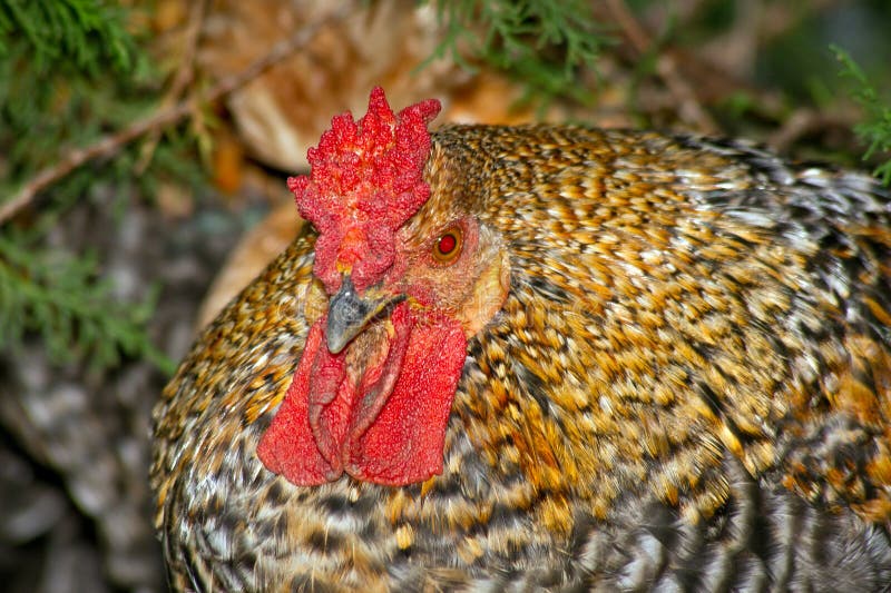Double rooster combs stock image. Image of feathers, field - 63935511