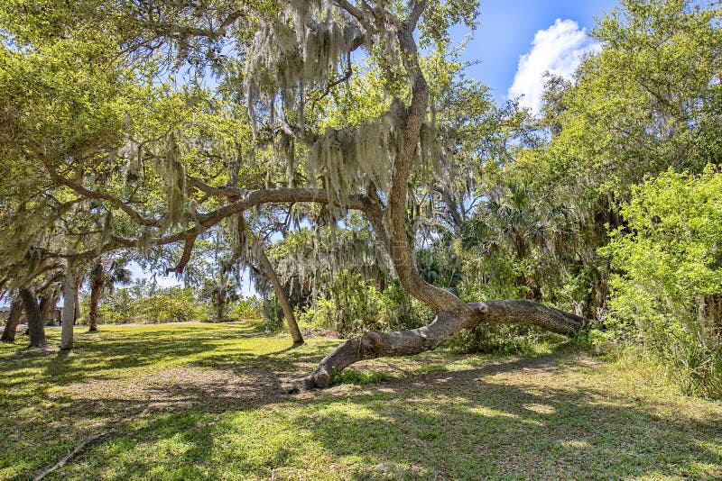 Double Rooted Oak Tree stock photo. Image of background - 121271220