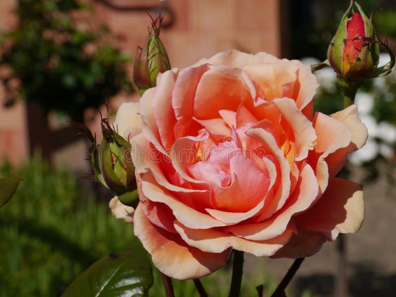 A double rose flower stock image. Image of blooming, lovely - 36829139