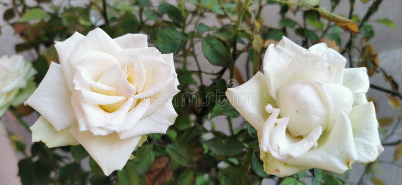 Double Red Rose To Means Your Life Bigtime Stock Photo - Image of ...