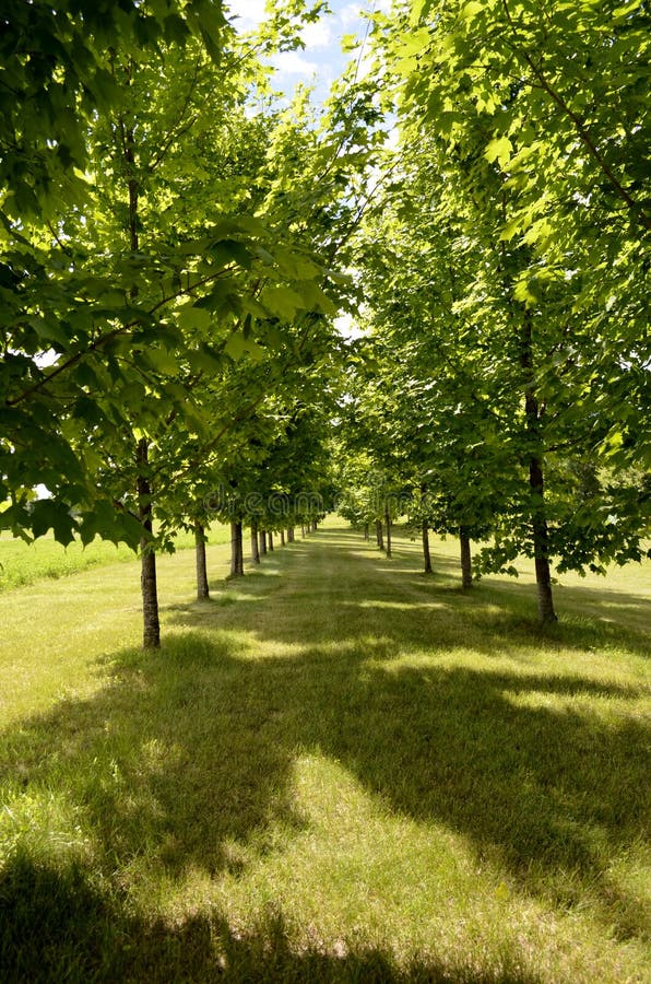 Double Row of Beautiful Trees Stock Photo - Image of sunshine, grass ...