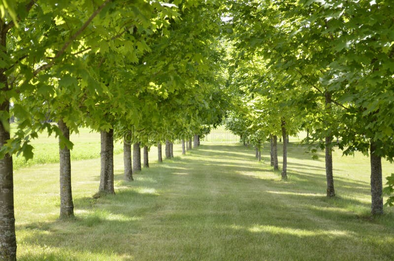 Double Row of Beautiful Trees Stock Image - Image of landscape, shadows ...