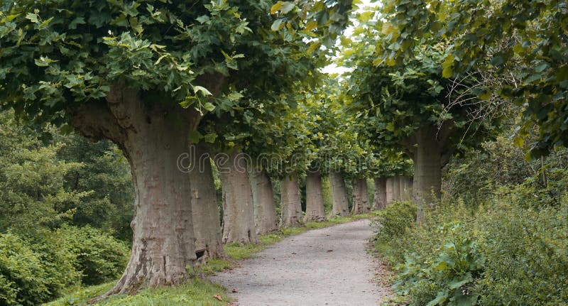 Double Row of Old Planes with a Path in between Stock Image - Image of ...