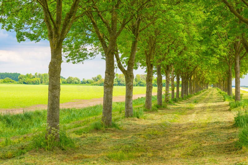 Double Row of Trees Along a Field in Spring Stock Image - Image of ...