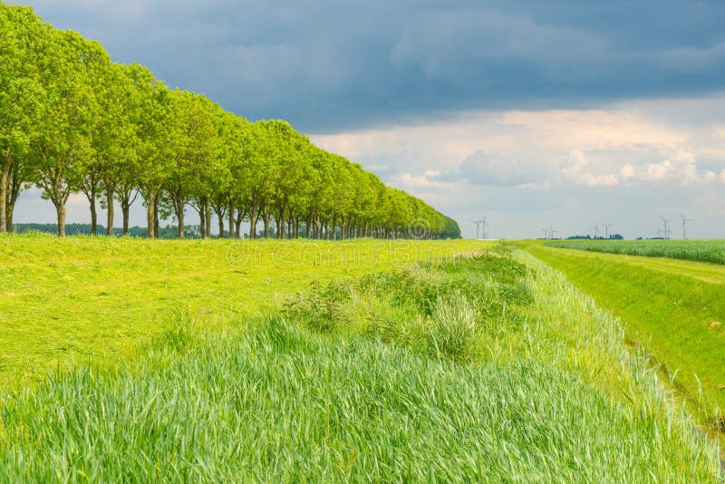 Double Row of Trees Along a Field in Spring Stock Image - Image of ...
