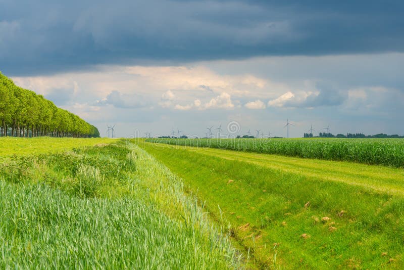 Double Row of Trees Along a Field in Spring Stock Photo - Image of ...