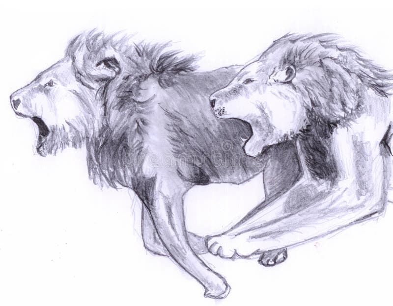 Double running lion sketch stock illustration. Illustration of king ...