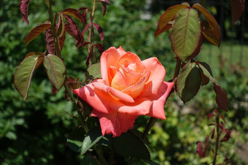Double Salmon Pink Flower of Rose Stock Photo - Image of pinkish ...