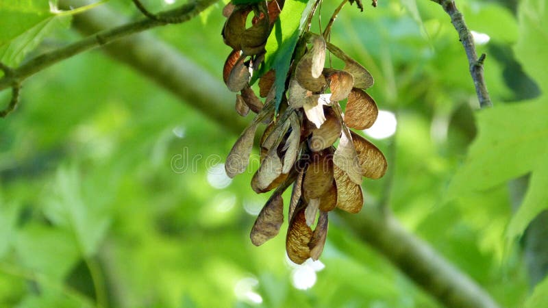 Double Samaras Stock Photos - Free & Royalty-Free Stock Photos from ...