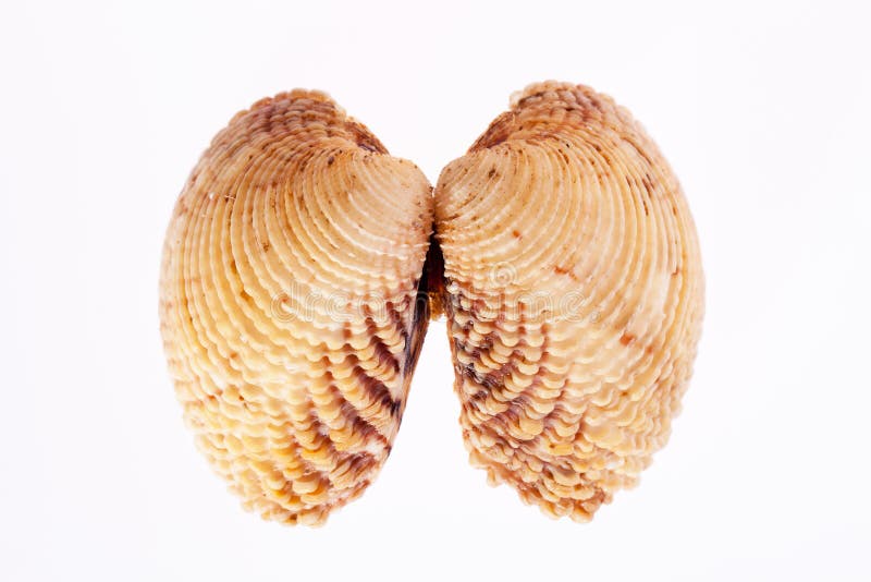 183 Double Seashell Stock Photos - Free & Royalty-Free Stock Photos ...