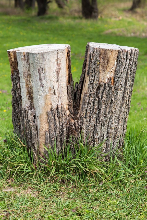 Double stub stock image. Image of floral, outdoor, trunk - 69730711