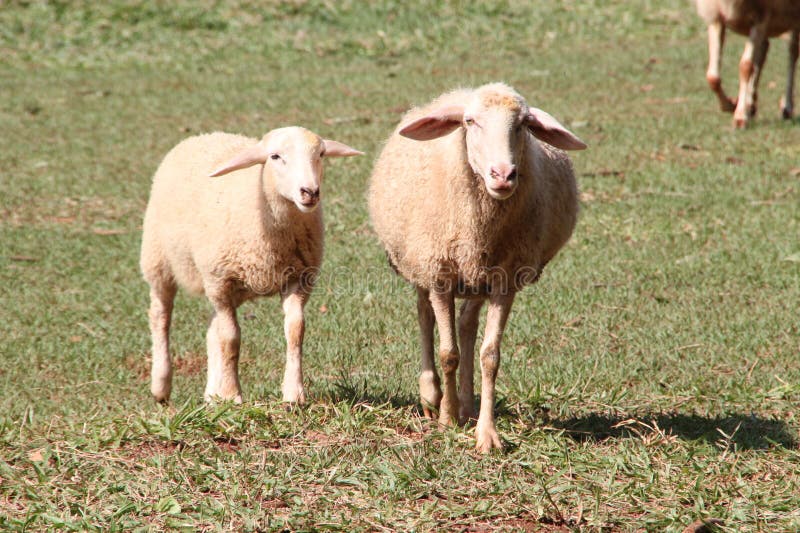 The Double Subtlety of Animals Stock Photo - Image of goat, grass ...