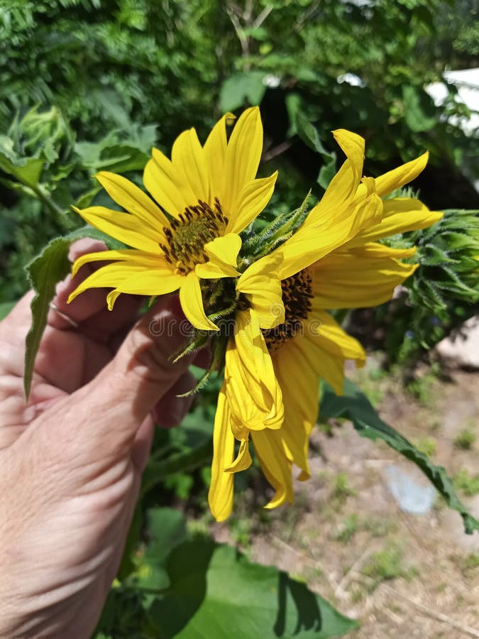 Double Sunflower Beautiful Sunny Flowers Stock Photo - Image of double ...