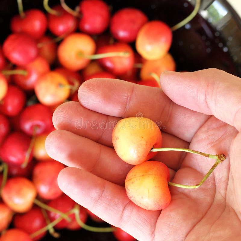 Tasting sweet berries stock image. Image of tasty, palm - 223394703