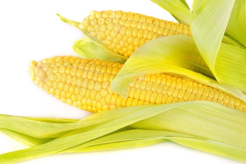 Sweet Corn Ears on White Background Stock Photo - Image of background ...