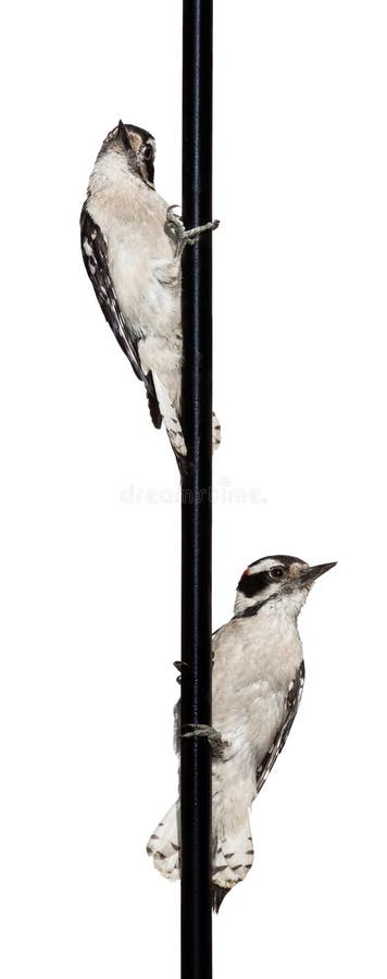 Double Take Off into Air of Jet Airliner Automobile at Airport in Snow ...